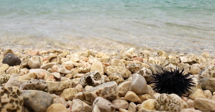 Aculei-Bilder: Stock-Fotos & -Videos. | Adobe Stock