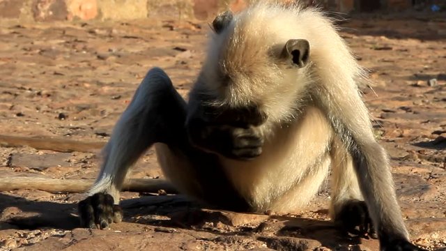 "Bunch Monkeys" Bilder – Durchsuchen 134 Archivfotos, Vektorgrafiken ...