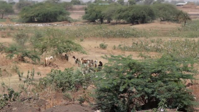 Overgrazing Images – Browse 252 Stock Photos, Vectors, and Video ...