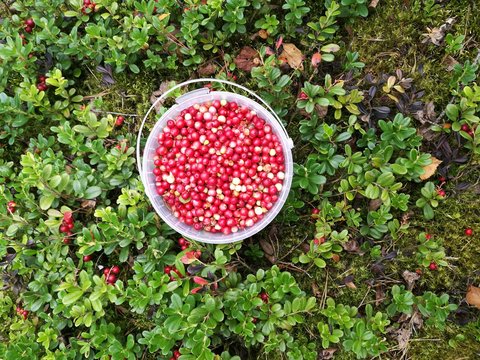 รูปภาพFoxberry – เลือกดูภาพถ่ายสต็อก เวกเตอร์ และวิดีโอ53,865 | Adobe Stock
