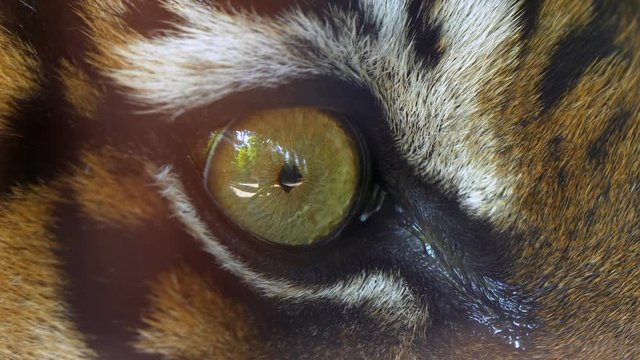 "Panthera Tigris Sondaica" Images – Browse 207 Stock Photos, Vectors ...