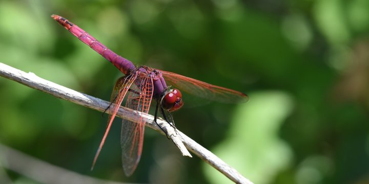 รูปภาพOdonate – เลือกดูภาพถ่ายสต็อก เวกเตอร์ และวิดีโอ47,478 | Adobe Stock