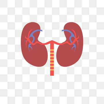 Kidneys Icon