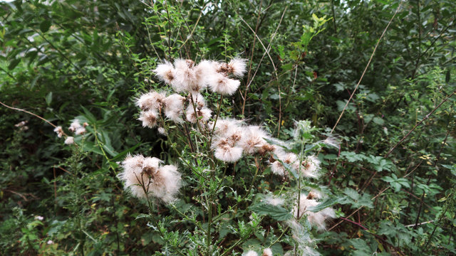 Diestel Bilder – Durchsuchen 738 Archivfotos, Vektorgrafiken und Videos ...