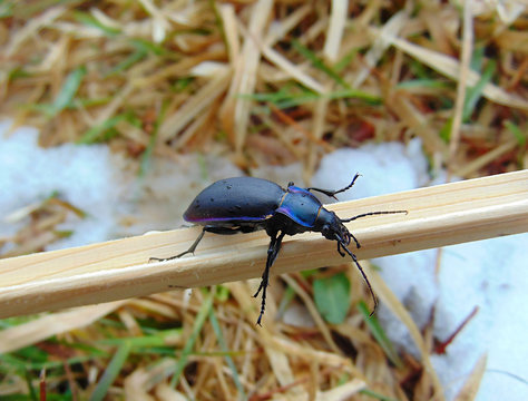 「Biegacz」の写真素材 | 353件の無料イラスト画像 | Adobe Stock