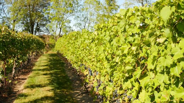 Walkthrough Images – Browse 18,888 Stock Photos, Vectors, and Video ...