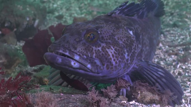 รูปภาพLingcod – เลือกดูภาพถ่ายสต็อก เวกเตอร์ และวิดีโอ214 | Adobe Stock