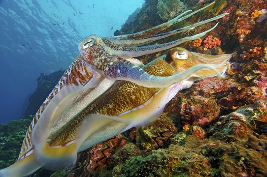 รูปภาพCuttlefishes – เลือกดูภาพถ่ายสต็อก เวกเตอร์ และวิดีโอ52,349 ...