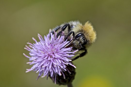 Distelarten-Bilder: Stock-Fotos & -Videos. | Adobe Stock