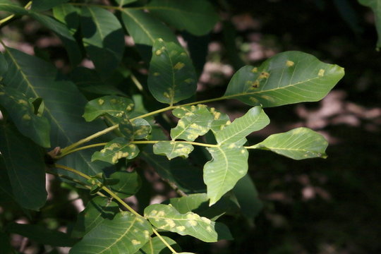 Milbenbefall Bilder – Durchsuchen 373 Archivfotos, Vektorgrafiken und ...