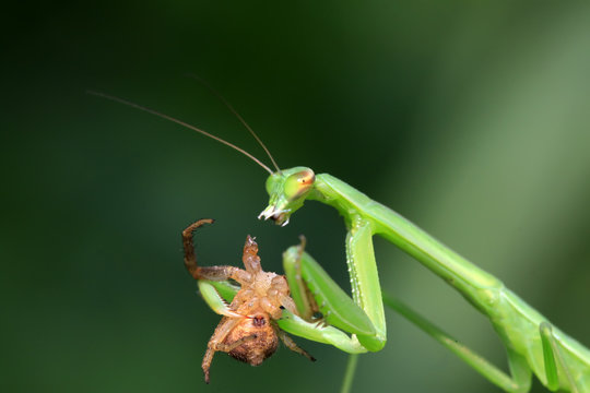 Praying Mantis Eating Spider