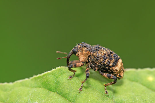 Weevil Images – Parcourir 12,915 le catalogue de photos, vecteurs et ...