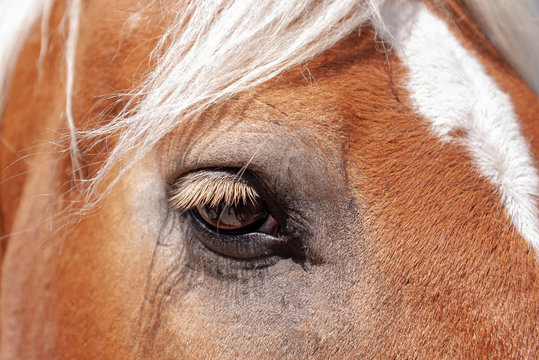 รูปภาพTierauge – เลือกดูภาพถ่ายสต็อก เวกเตอร์ และวิดีโอ224 | Adobe Stock