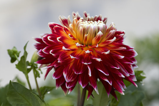 รูปภาพFarden – เลือกดูภาพถ่ายสต็อก เวกเตอร์ และวิดีโอ176 | Adobe Stock