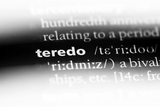 Teredo Images – Browse 59 Stock Photos, Vectors, and Video | Adobe Stock