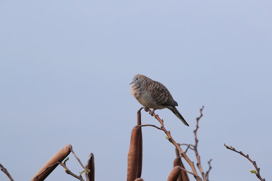 Kurokutok Bilder – Durchsuchen 1,578 Archivfotos, Vektorgrafiken und ...