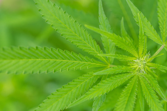 420 Bilder – Durchsuchen 16,599 Archivfotos, Vektorgrafiken und Videos ...