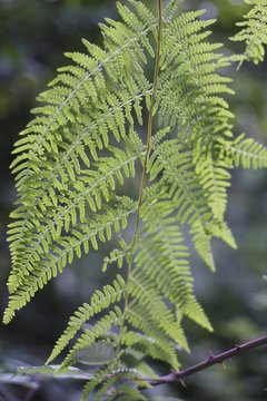 Imágenes de Ramaje: descubre bancos de fotos, ilustraciones, vectores y ...