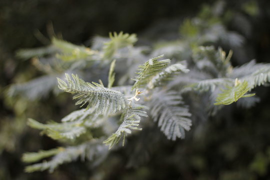 Imágenes de Ramaje: descubre bancos de fotos, ilustraciones, vectores y ...