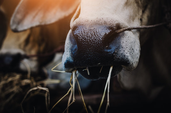 Rinderbug Bilder – Durchsuchen 2,273 Archivfotos, Vektorgrafiken und ...