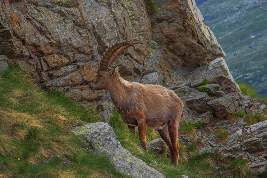 Genosse bilder – Bläddra bland 261 stockfoton, vektorer och videor ...