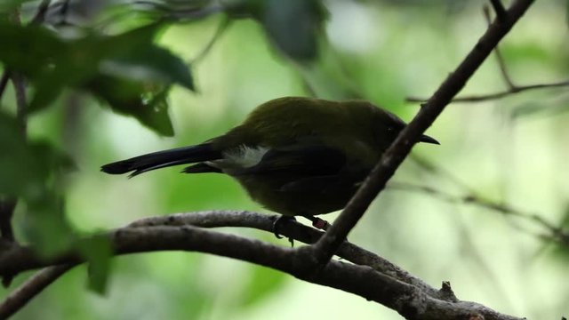 Korimako Images – Browse 226 Stock Photos, Vectors, and Video | Adobe Stock