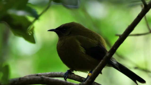 Bellbird Images – Browse 446 Stock Photos, Vectors, and Video | Adobe Stock