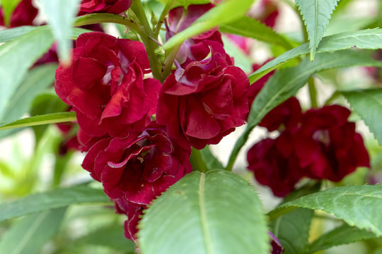 Snapweed Bilder – Durchsuchen 320 Archivfotos, Vektorgrafiken und ...