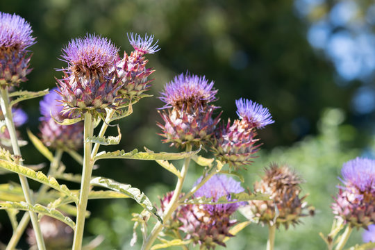 รูปภาพCynara – เลือกดูภาพถ่ายสต็อก เวกเตอร์ และวิดีโอ5,985 | Adobe Stock