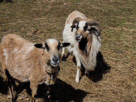 "Two Goats" Images – Browse 134 Stock Photos, Vectors, and Video ...