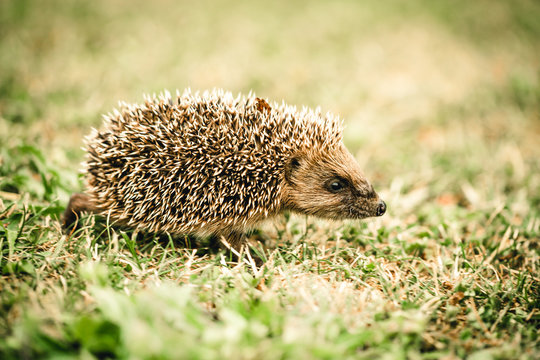 รูปภาพHerisson – เลือกดูภาพถ่ายสต็อก เวกเตอร์ และวิดีโอ545 | Adobe Stock