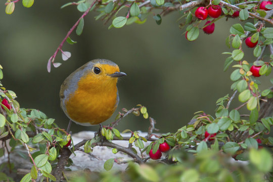 รูปภาพVogelart – เลือกดูภาพถ่ายสต็อก เวกเตอร์ และวิดีโอ6,600 | Adobe Stock
