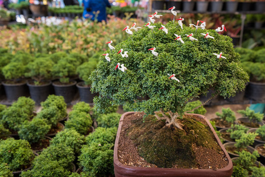 รูปภาพMurraya – เลือกดูภาพถ่ายสต็อก เวกเตอร์ และวิดีโอ1,989 | Adobe Stock