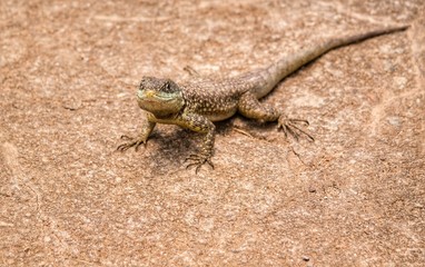 Fotos, imagens, vetores e vídeos isentos de royalties com o tema ...