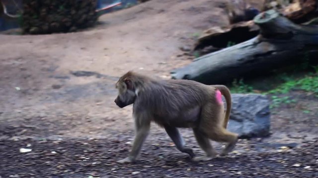 Rotarschpavian Bilder – Durchsuchen 103 Archivfotos, Vektorgrafiken und ...