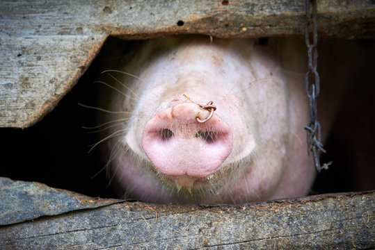 "Pig Snout" Images – Browse 180 Stock Photos, Vectors, and Video ...