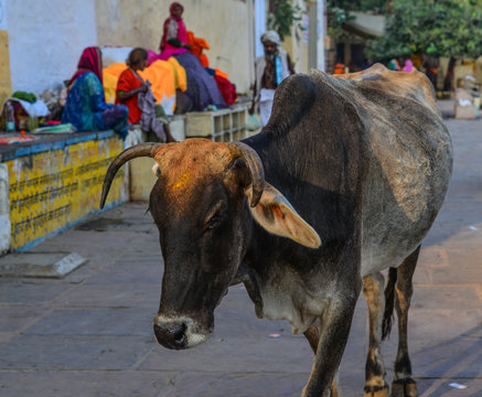 55 BEST Gaushala IMAGES, STOCK PHOTOS & VECTORS | Adobe Stock