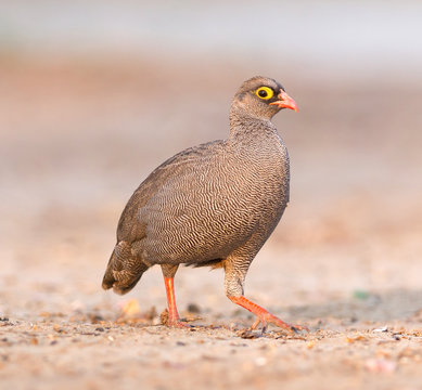 รูปภาพFrancolin – เลือกดูภาพถ่ายสต็อก เวกเตอร์ และวิดีโอ1,585 | Adobe Stock