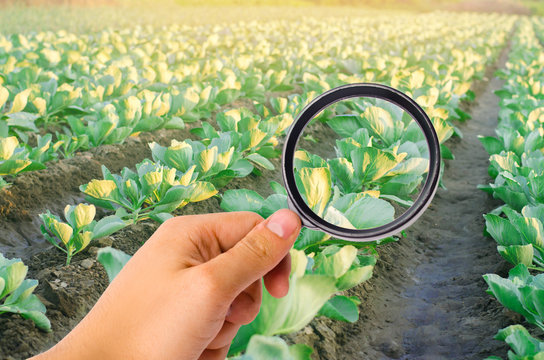 Pomology Images – Browse 5,002 Stock Photos, Vectors, and Video | Adobe ...