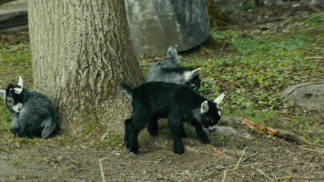Baby Pygmy Goat Jumping Gif