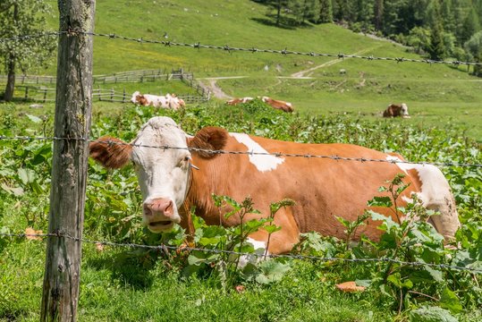 Wiederkauen bilder – Bläddra bland 98 stockfoton, vektorer och videor ...