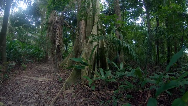 Lupuna Images – Browse 68 Stock Photos, Vectors, and Video | Adobe Stock