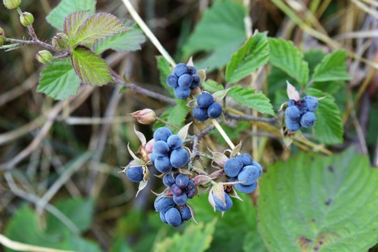 Brombeerhecke 이미지 – 찾아보기 80 스톡 사진, 벡터 및 비디오 | Adobe Stock