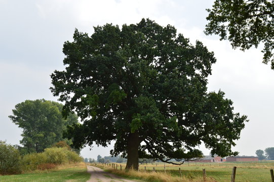 「Sommereiche」の写真素材 | 143件の無料イラスト画像 | Adobe Stock
