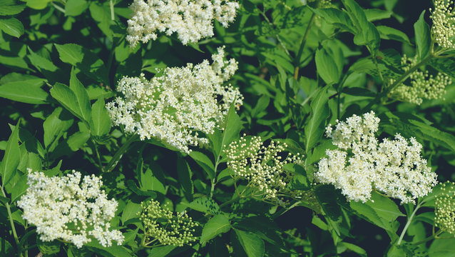 Hollunder Bilder – Durchsuchen 505 Archivfotos, Vektorgrafiken und ...