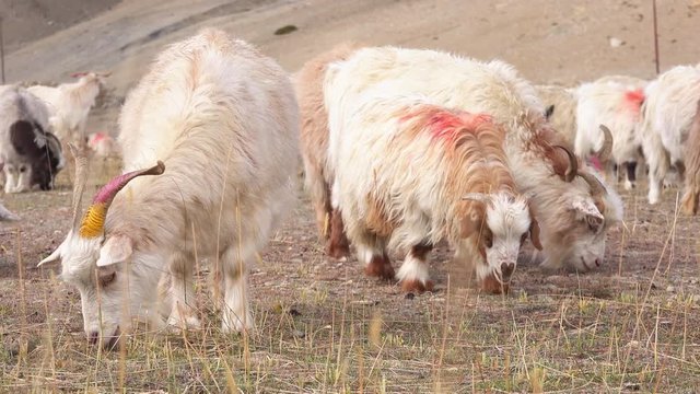 Changthangi Imagens – Procure 80 fotos, vetores e vídeos | Adobe Stock