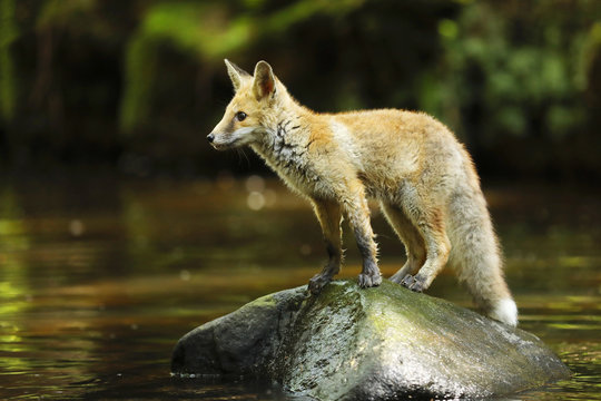 Huntable Images – Browse 971 Stock Photos, Vectors, and Video | Adobe Stock