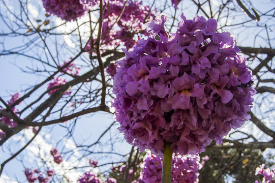 รูปภาพChonta – เลือกดูภาพถ่ายสต็อก เวกเตอร์ และวิดีโอ304 | Adobe Stock