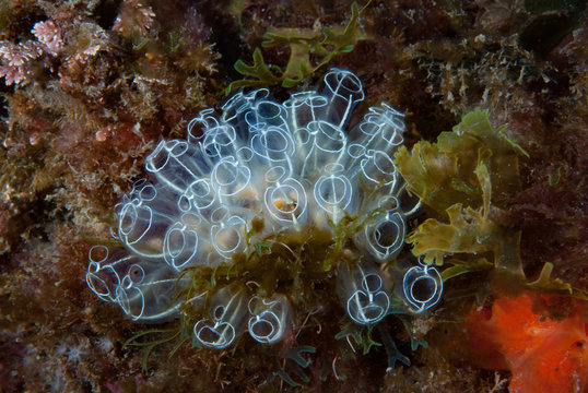 53 BEST Ascidians IMAGES, STOCK PHOTOS & VECTORS | Adobe Stock