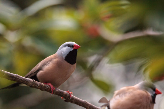 Shaft Tail Finch Cinnamon